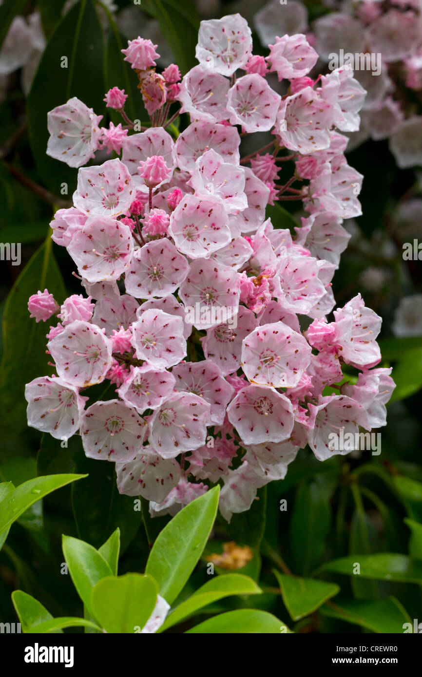 Pink flowering hi-res stock photography and images - Alamy