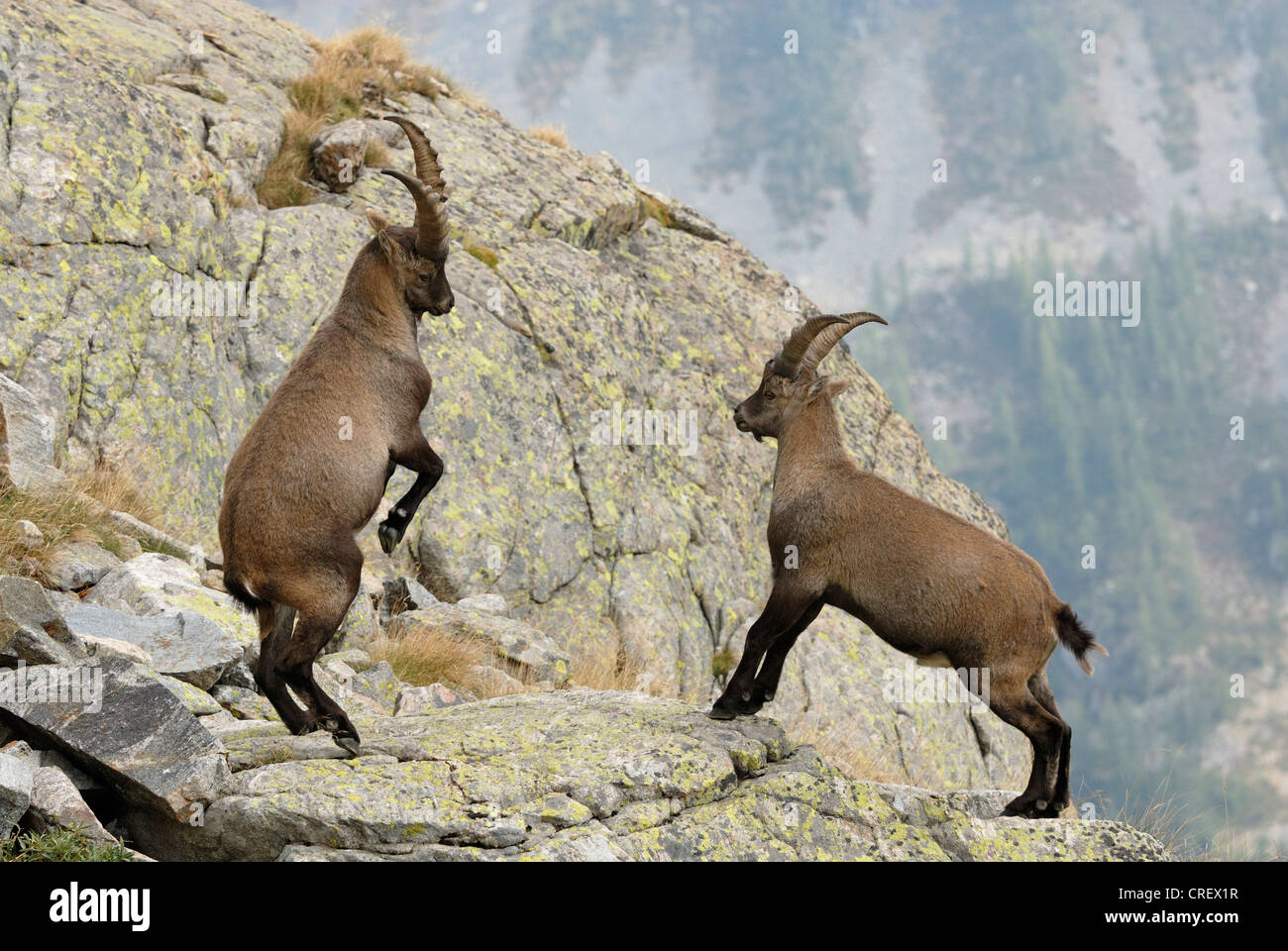 alpine ibex (Capra ibex), two fighting bucks, France, Maritime Alps ...
