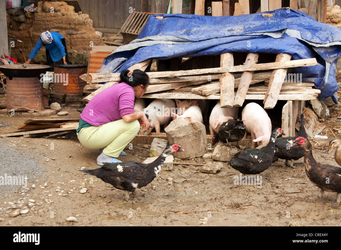 A Chinese Dong woman feeding pigs and black geese in the farmyard ...
