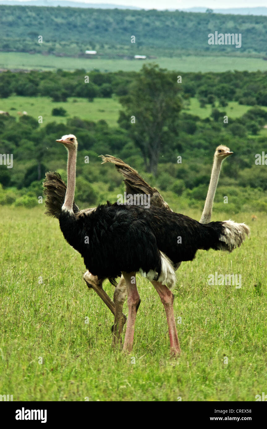 Ostrich Kick High Resolution Stock Photography and Images - Alamy