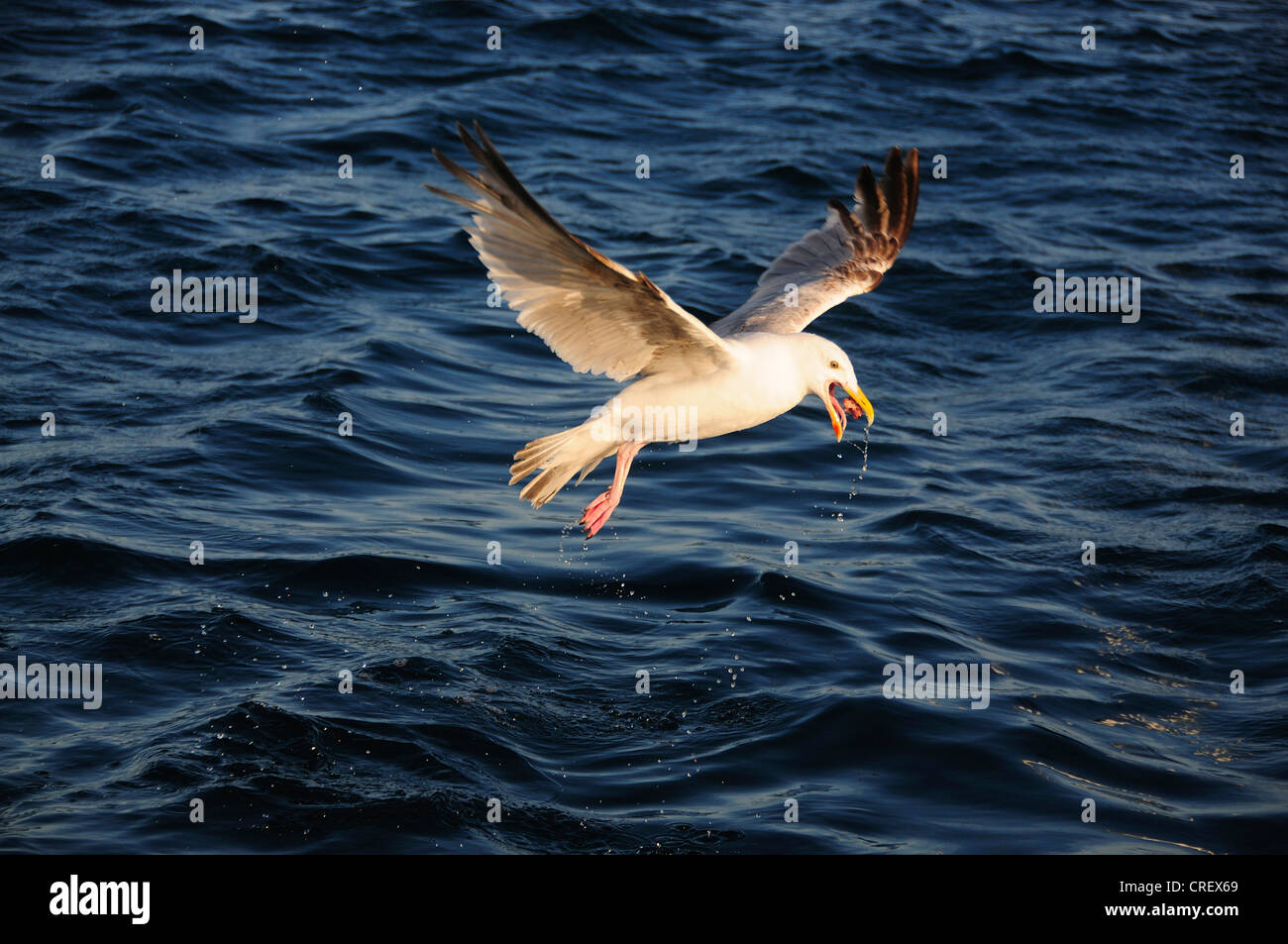 Gull in the sea hi-res stock photography and images - Alamy