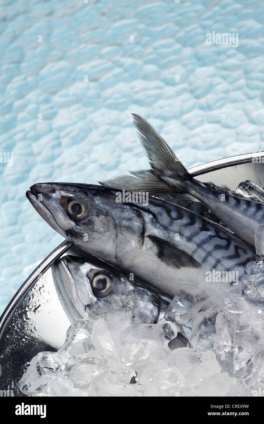 Mackarel sea fish on ice Stock Photo - Alamy