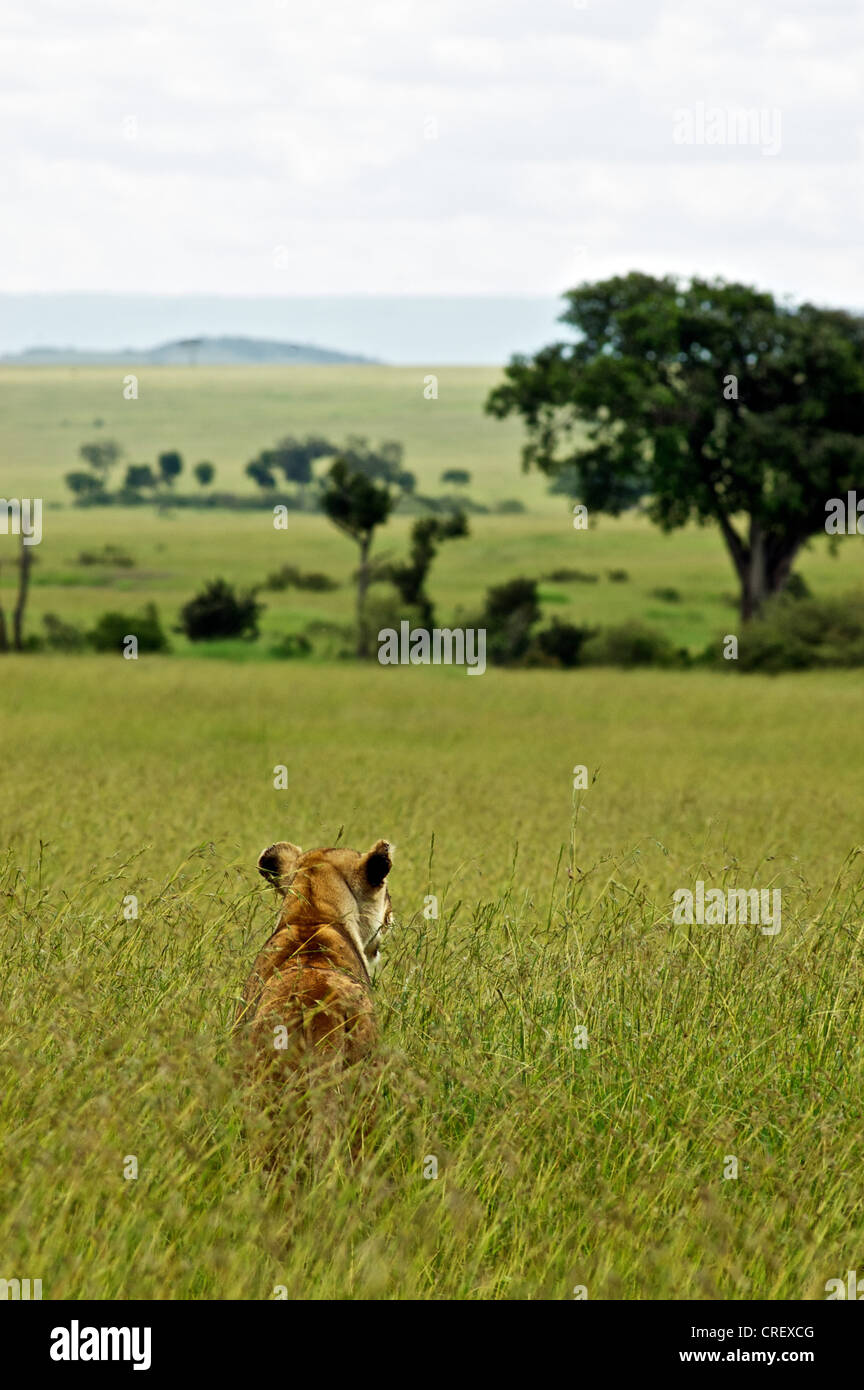 Female lion from behind in the Kenyan landscape. Africa Stock Photo - Alamy