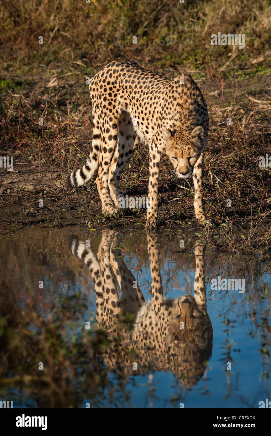 Cheetah looking at reflection in water Stock Photo - Alamy