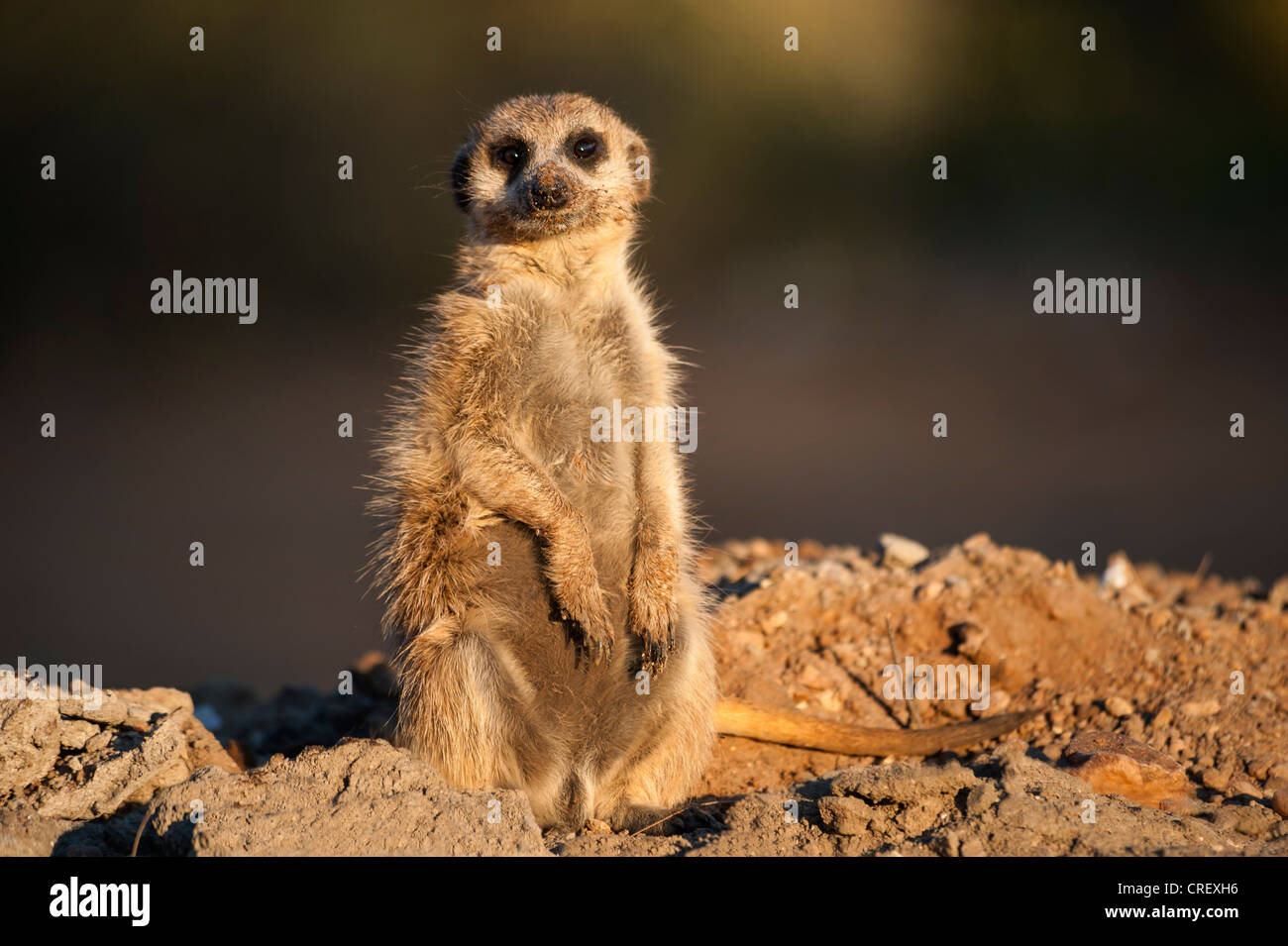 Meerkat sitting on a dirt mound in the morning sun Stock Photo - Alamy