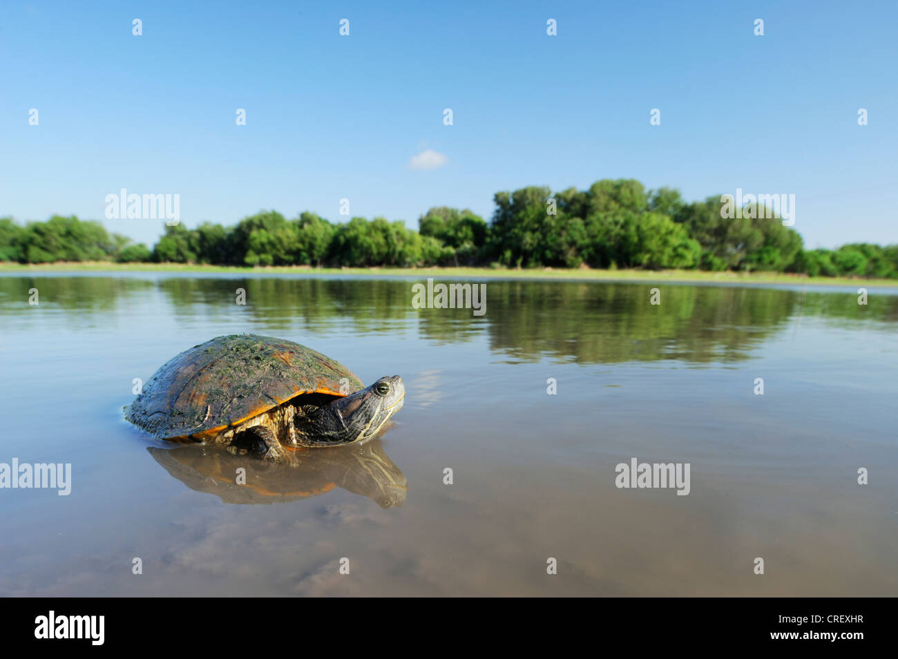 Adult red eared slider hi-res stock photography and images - Alamy