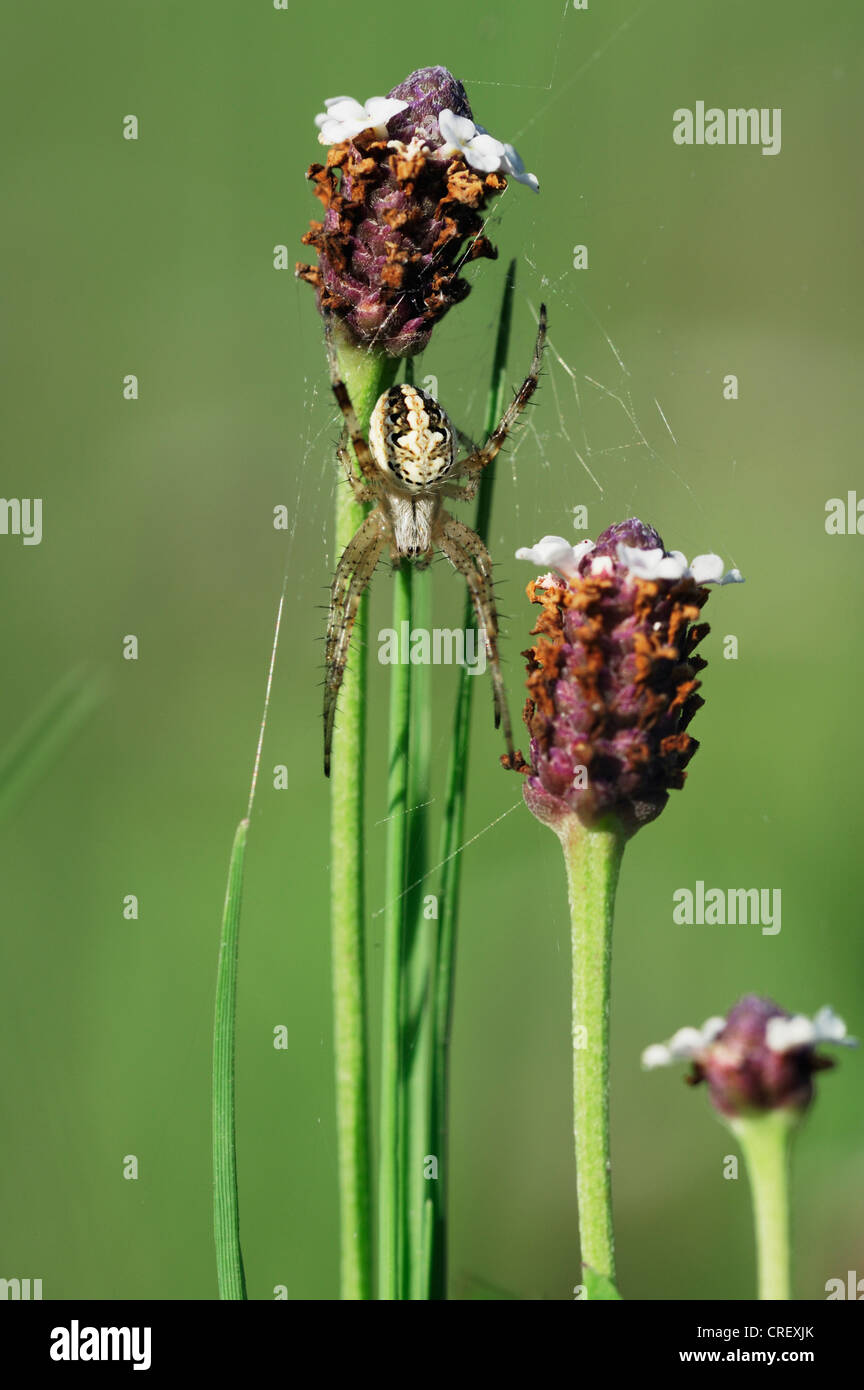 Orb-weaver spider (Araneidae), adult on flower, Dinero, Lake Corpus ...