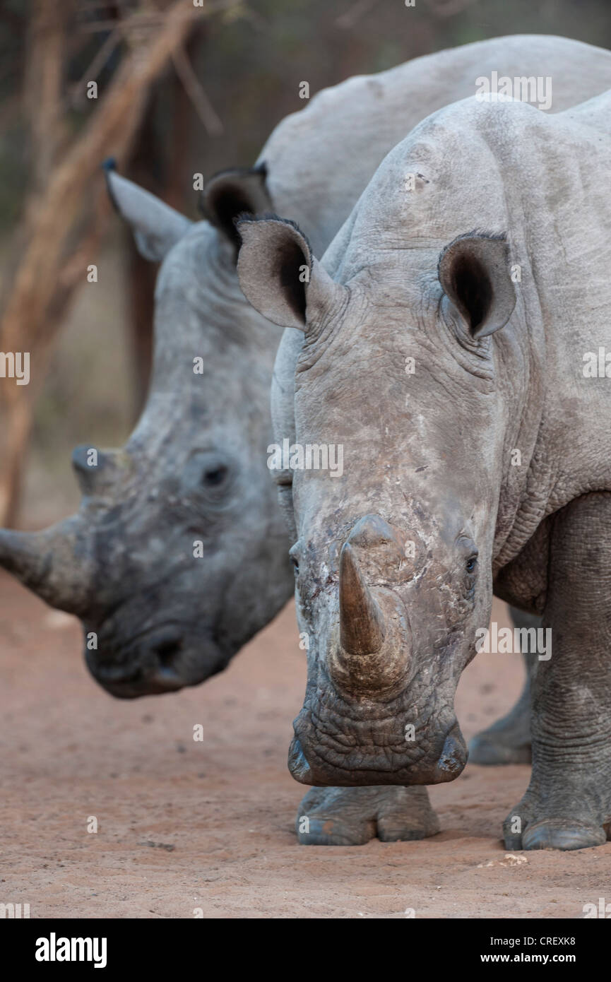 Rhinocerous lowering head at the camera Stock Photo - Alamy