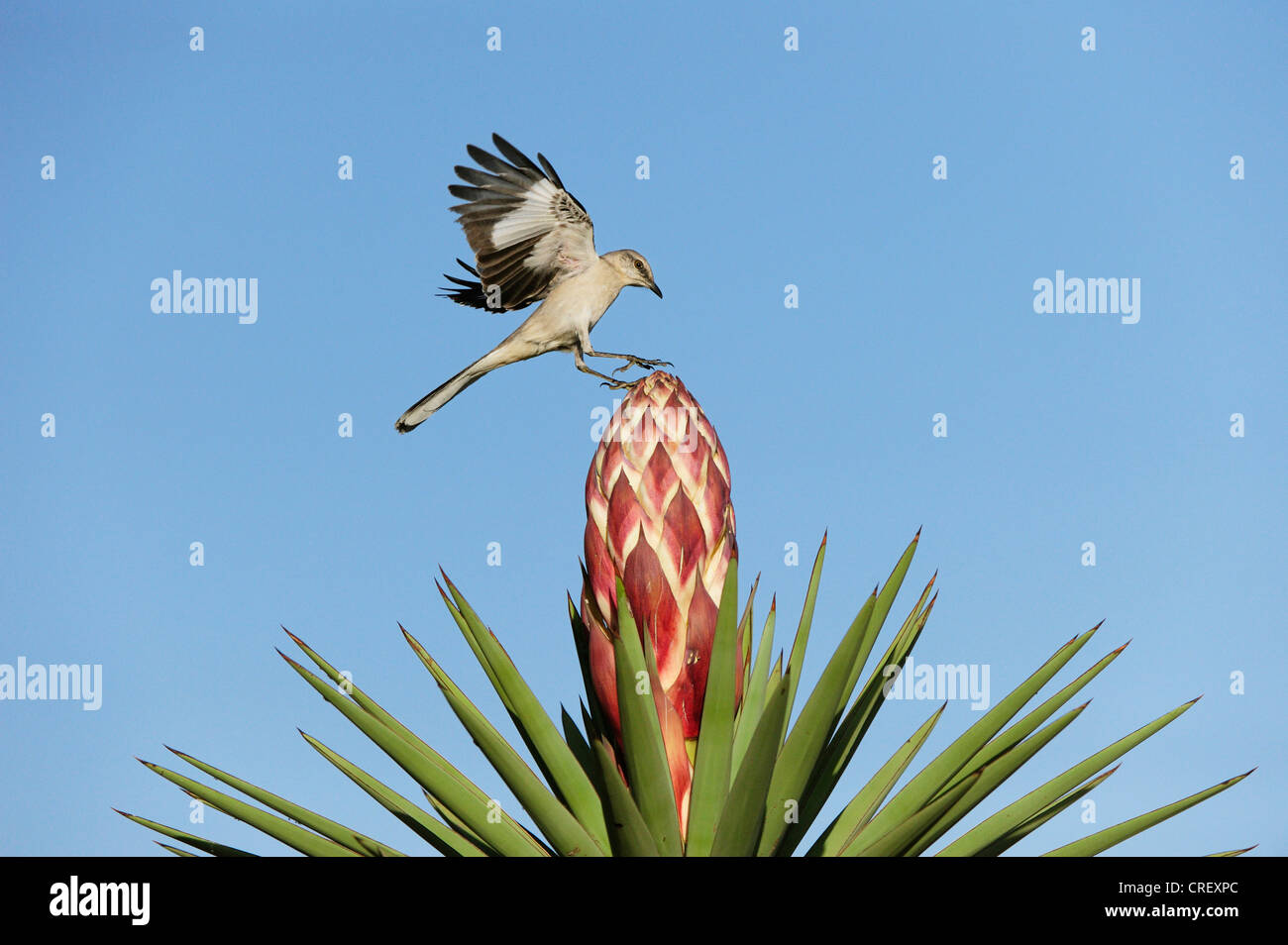 Northern Mockingbird (Mimus polyglottos), adult landing on blooming ...