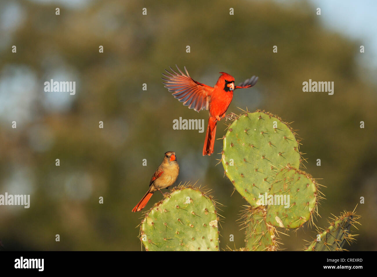 Northern Cardinal (Cardinalis cardinalis), pair landing on Texas ...