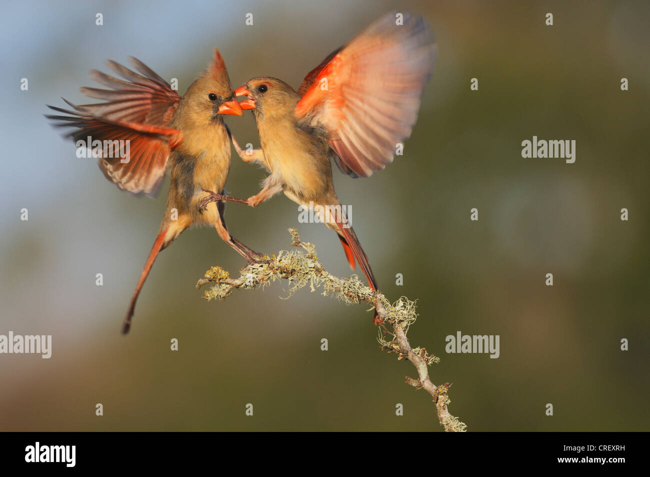 Northern Cardinal (Cardinalis cardinalis), females fighting, Dinero ...