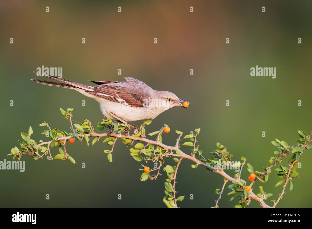 Northern Mockingbird (Mimus polyglottos), adult eating berries, Dinero ...