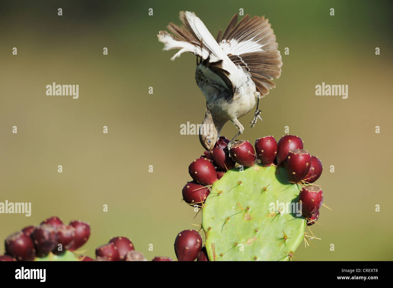 Northern mockingbird hi-res stock photography and images - Alamy