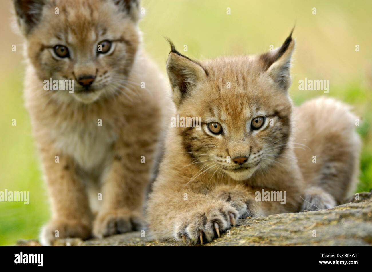 Eurasian lynx (Lynx lynx), juveniles Stock Photo - Alamy