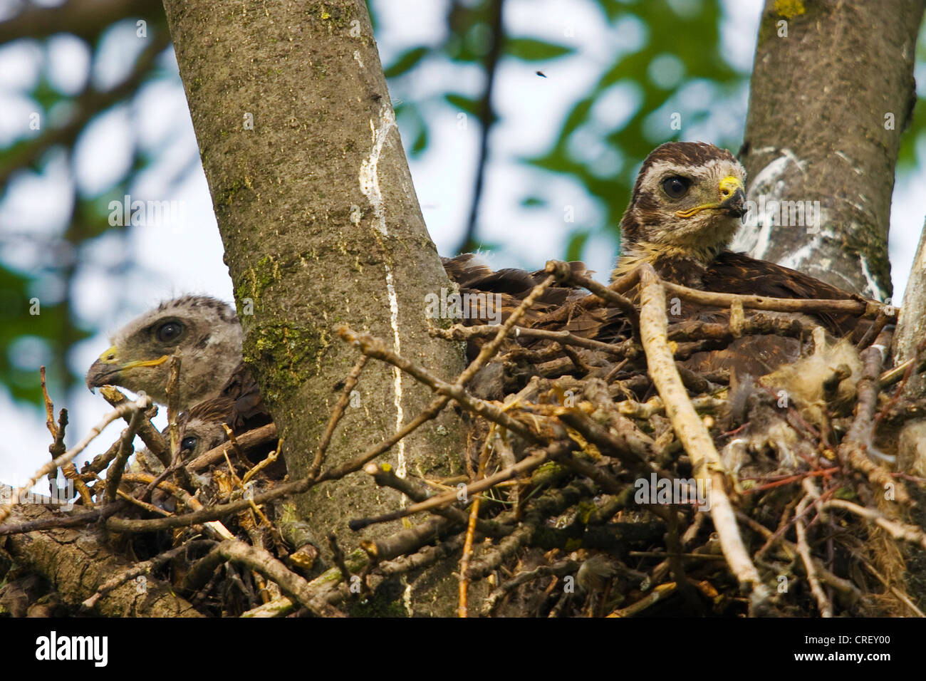 Eurasian buzzard (Buteo buteo), two fledglings in nest, Austria ...