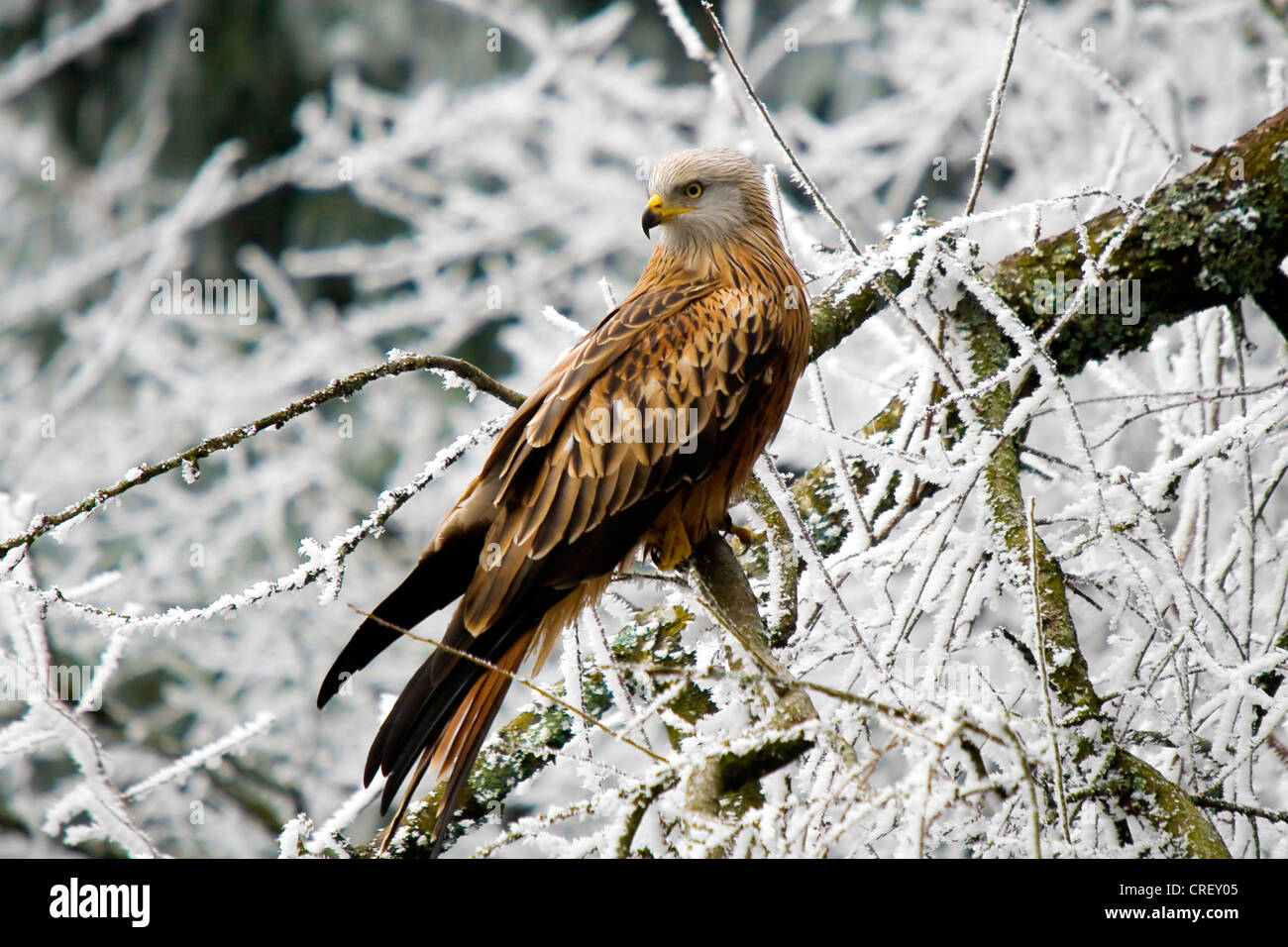 red kite (Milvus milvus), sitting on twig with hoar frost, Switzerland ...