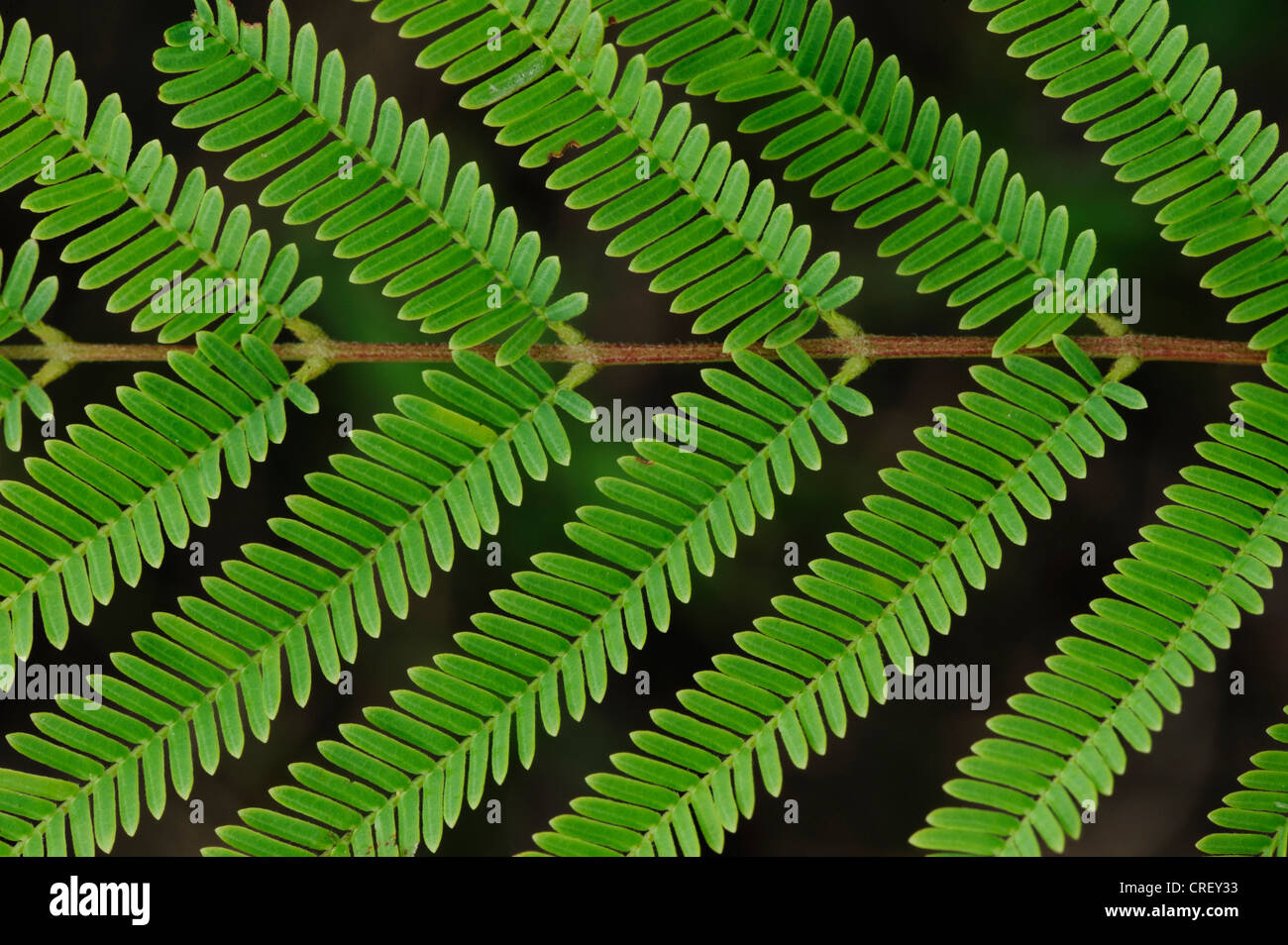 Guajillo Acacia (Acacia berlandieri), leaf pattern, Dinero, Lake Corpus ...