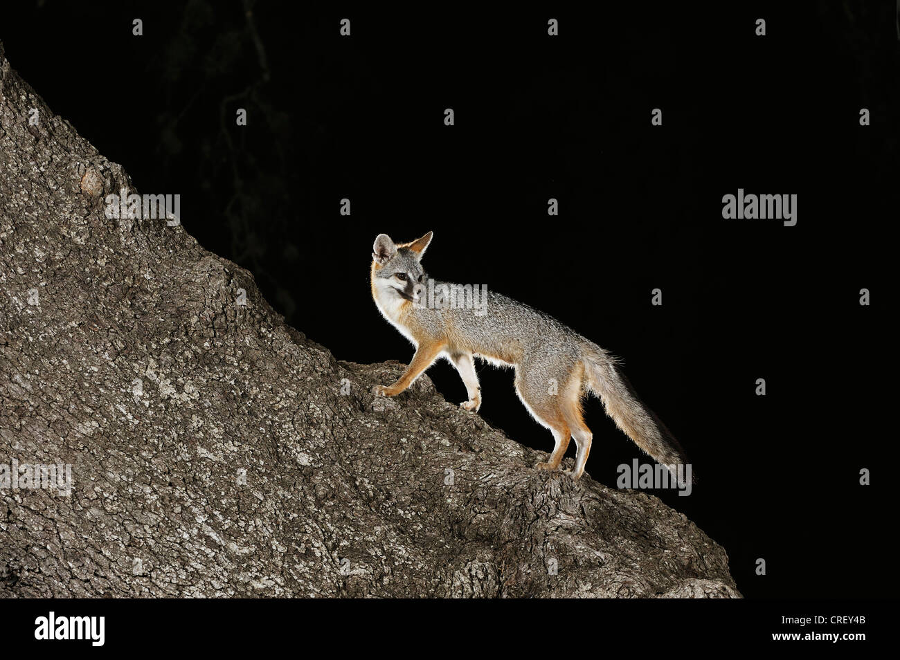 Gray fox texas hi-res stock photography and images - Alamy