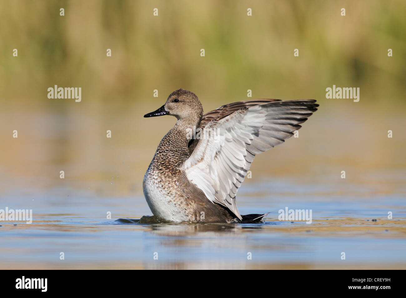 Gadwall (Anas strepera), male flapping wings, Dinero, Lake Corpus ...