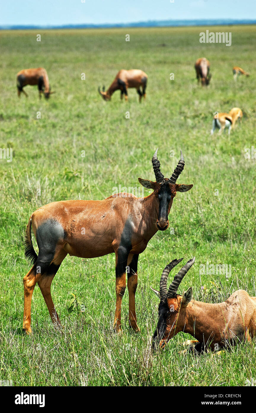 Red topi hi-res stock photography and images - Alamy