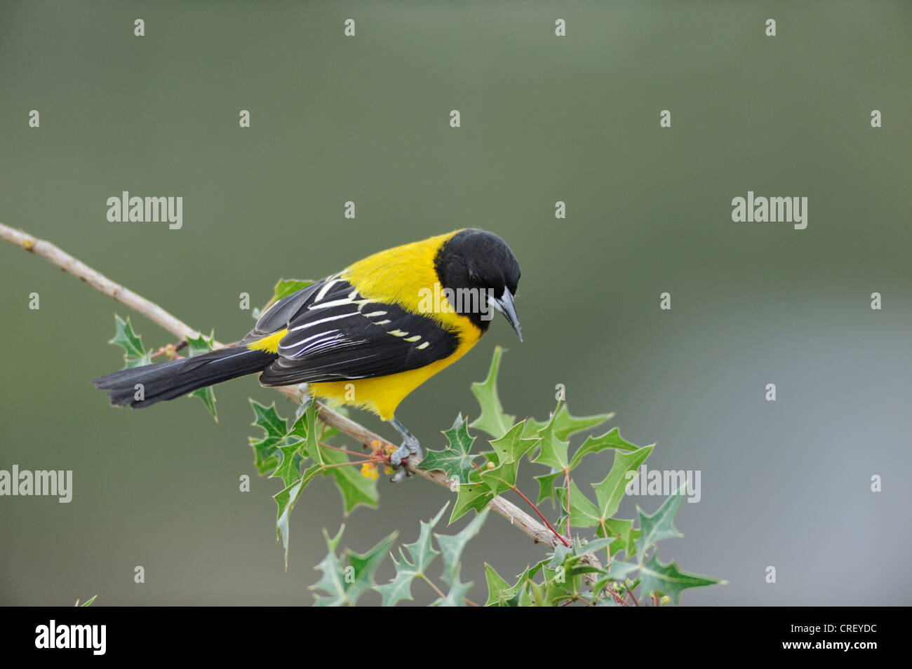 Audubons oriole hi-res stock photography and images - Alamy