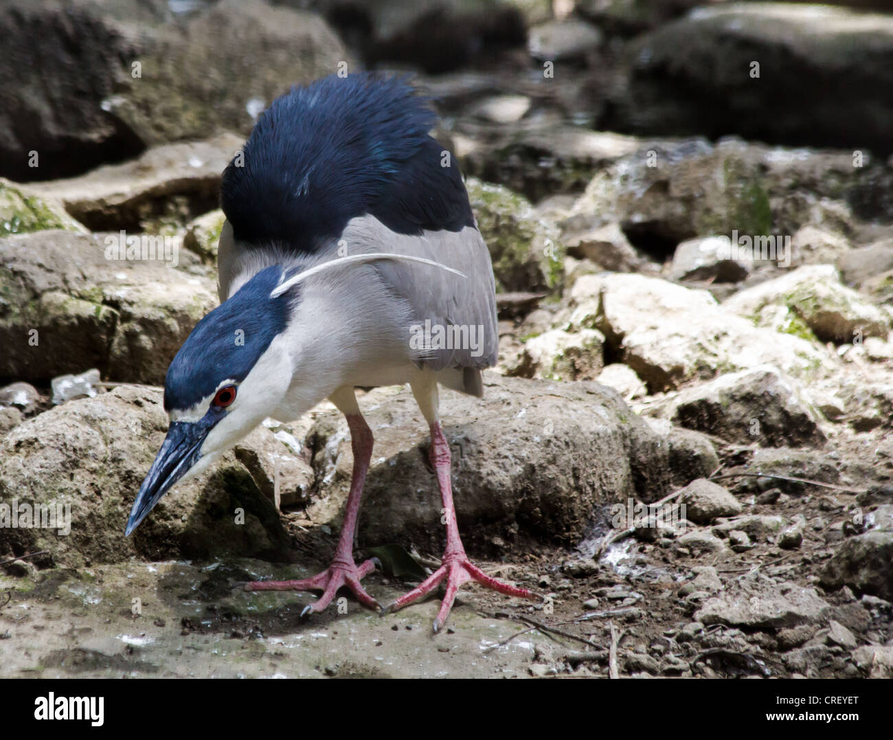 Wild birds in a Zoo Stock Photo - Alamy