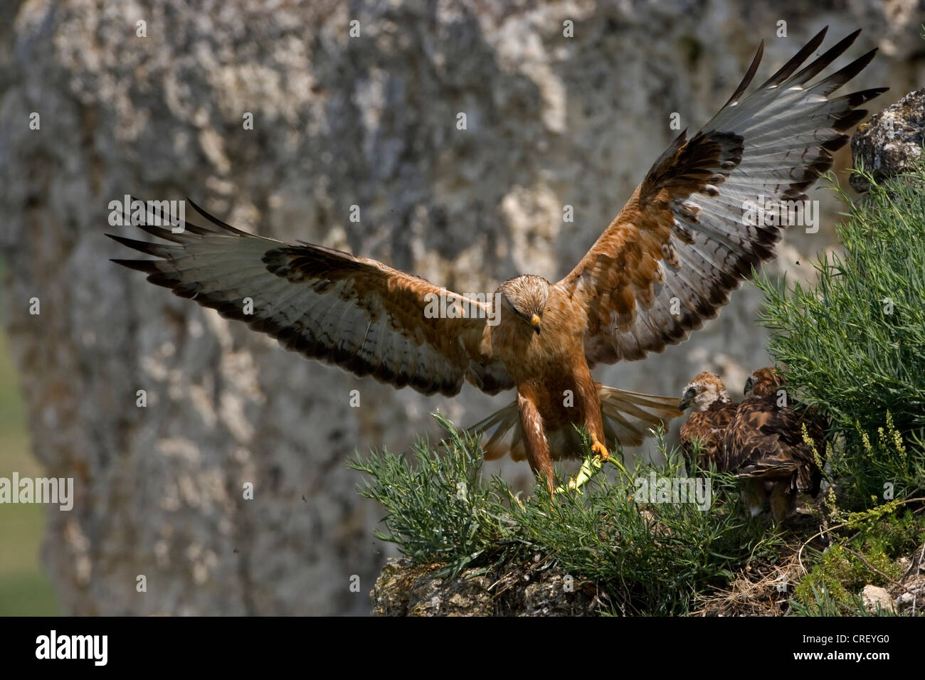 Juvenile Rock Lizards High Resolution Stock Photography and Images - Alamy
