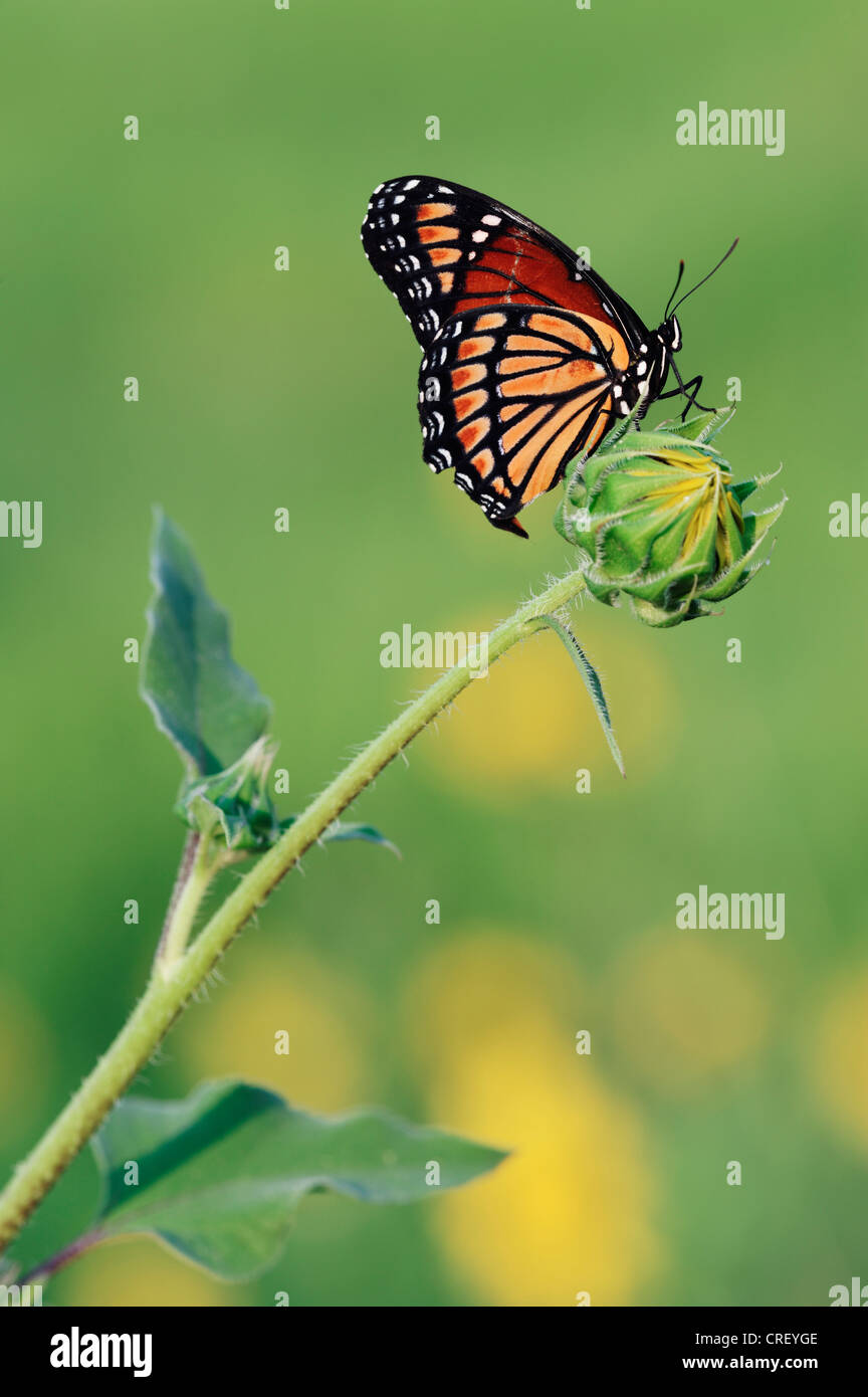 Adult monarch butterfly hi-res stock photography and images - Alamy