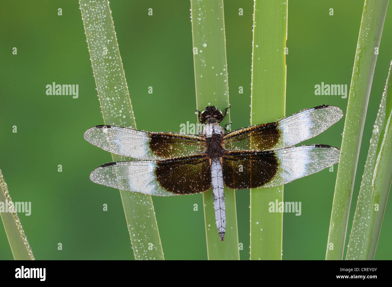Widow Skimmer (Libellula luctuosa), dew covered male on cattail, Dinero ...