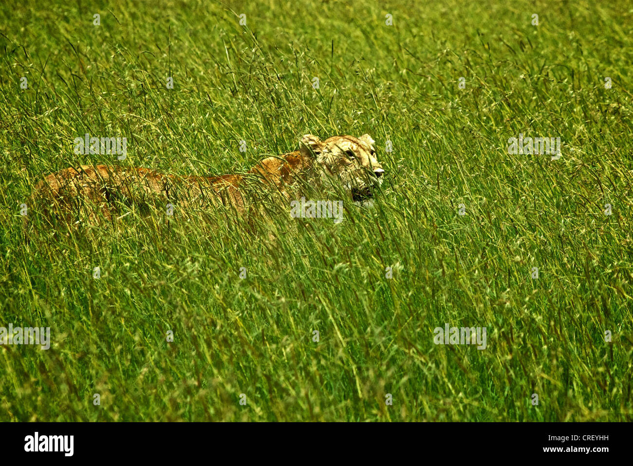 A female lion hi-res stock photography and images - Alamy