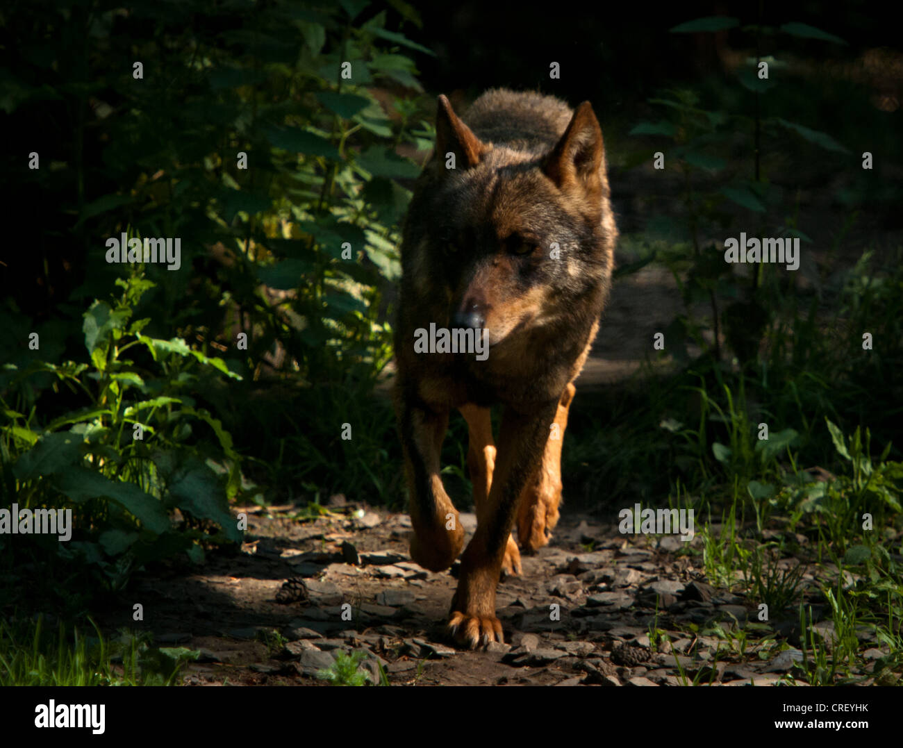 Wolf walking hi-res stock photography and images - Alamy