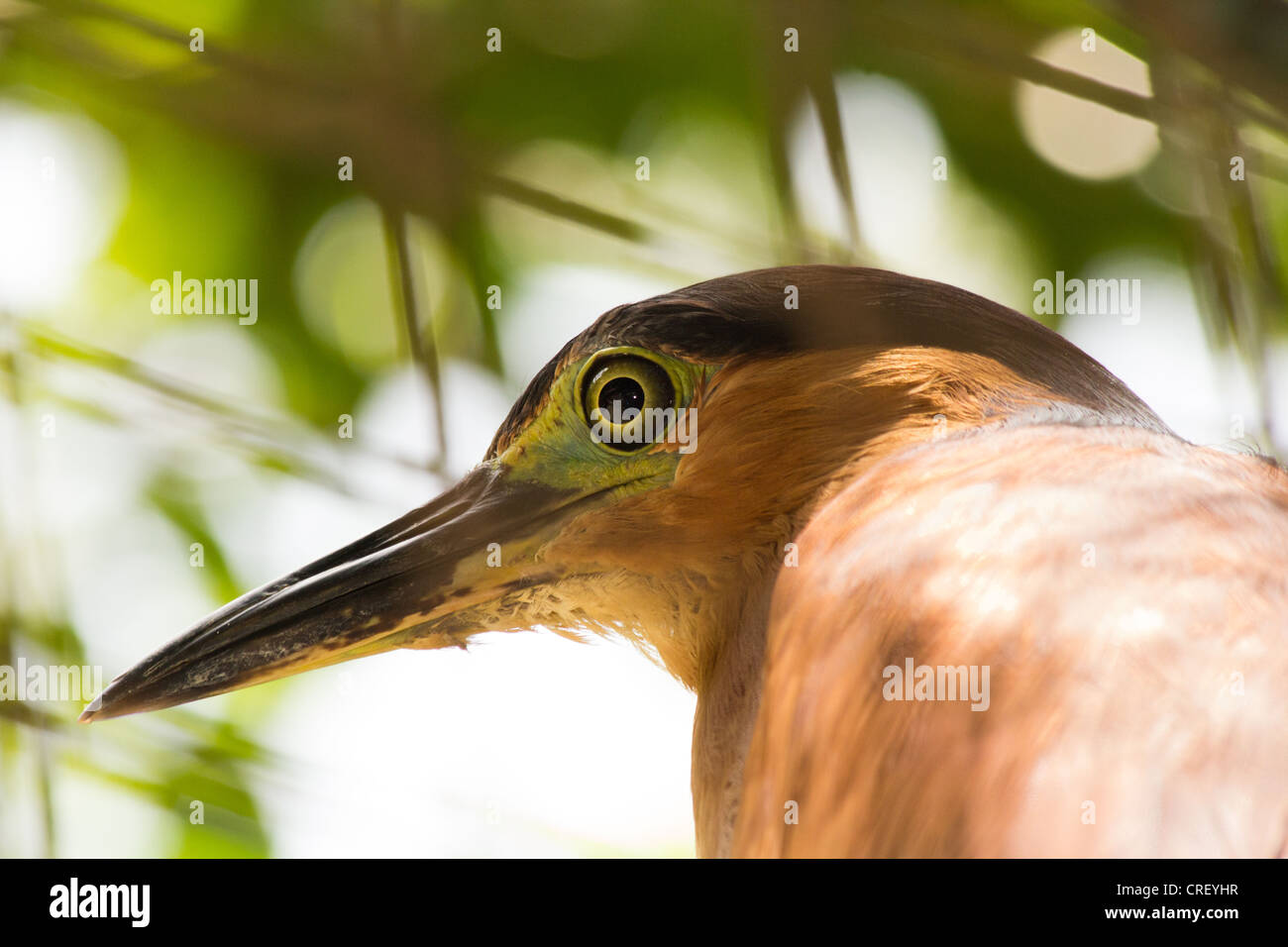 Wild birds in a Zoo Stock Photo - Alamy