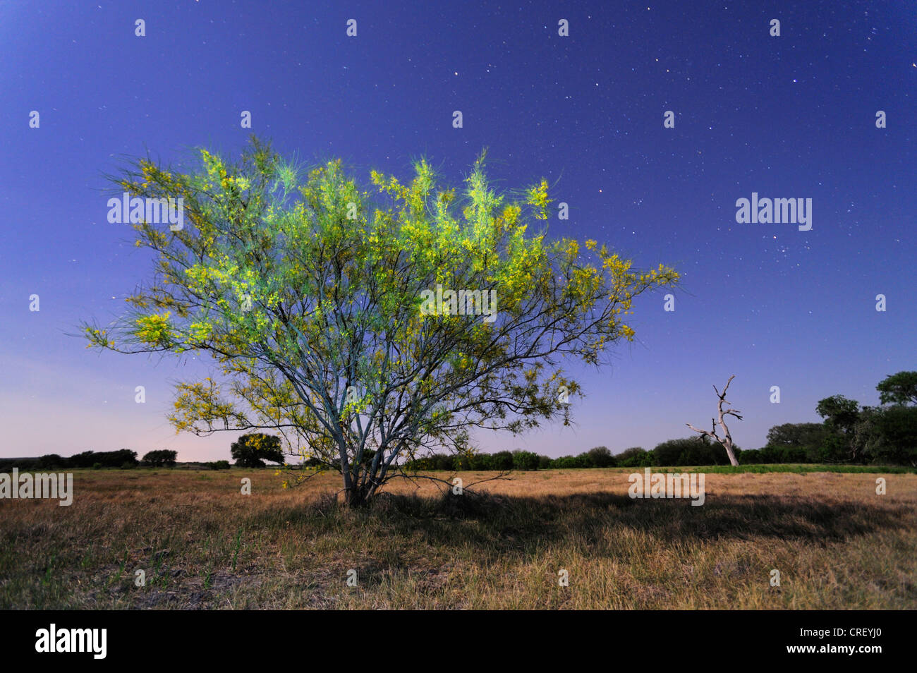 Retama tree parkinsonia aculeata hi-res stock photography and images ...