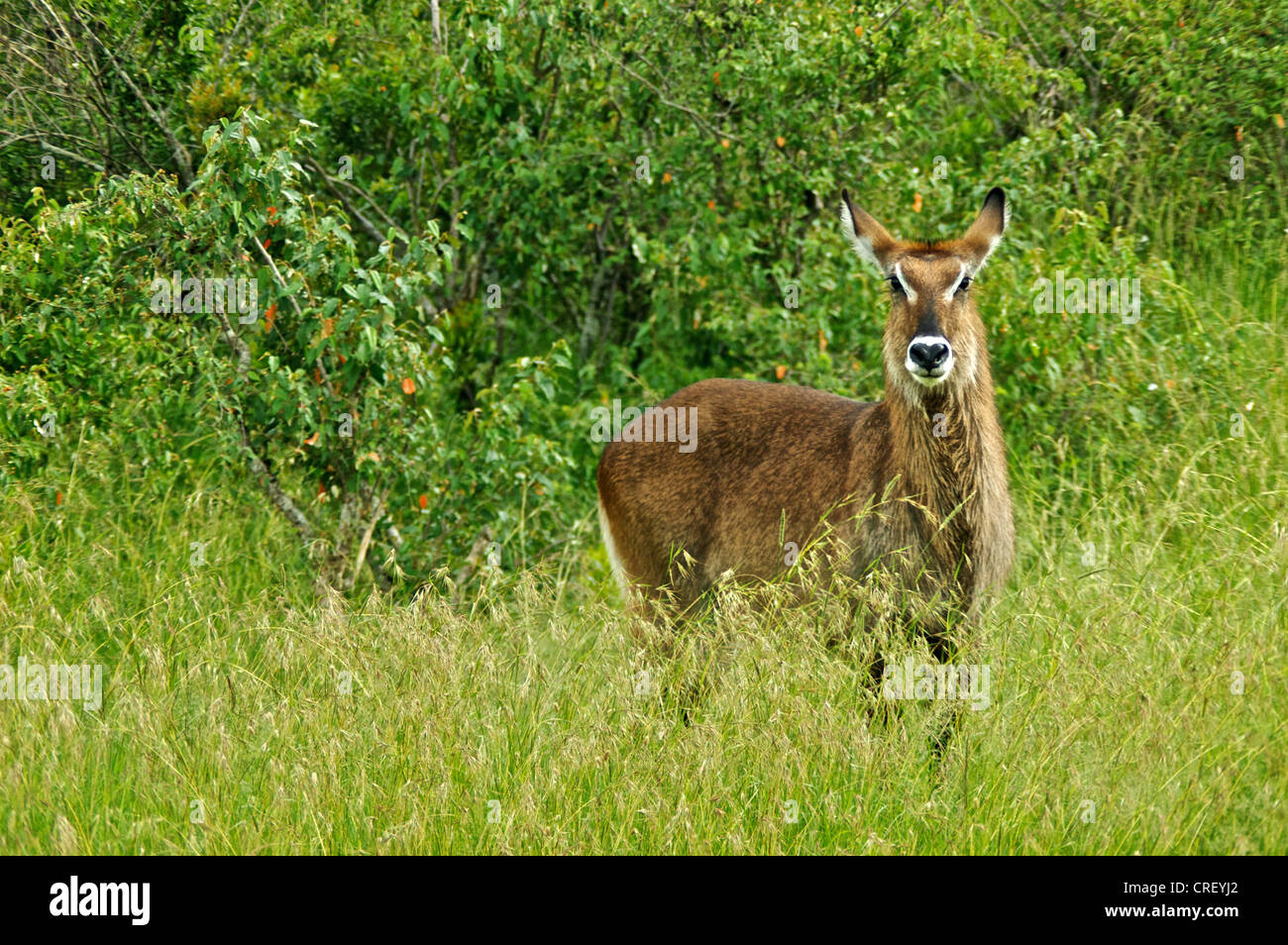 Portrait of Gazelle in Kenya, africa Stock Photo - Alamy