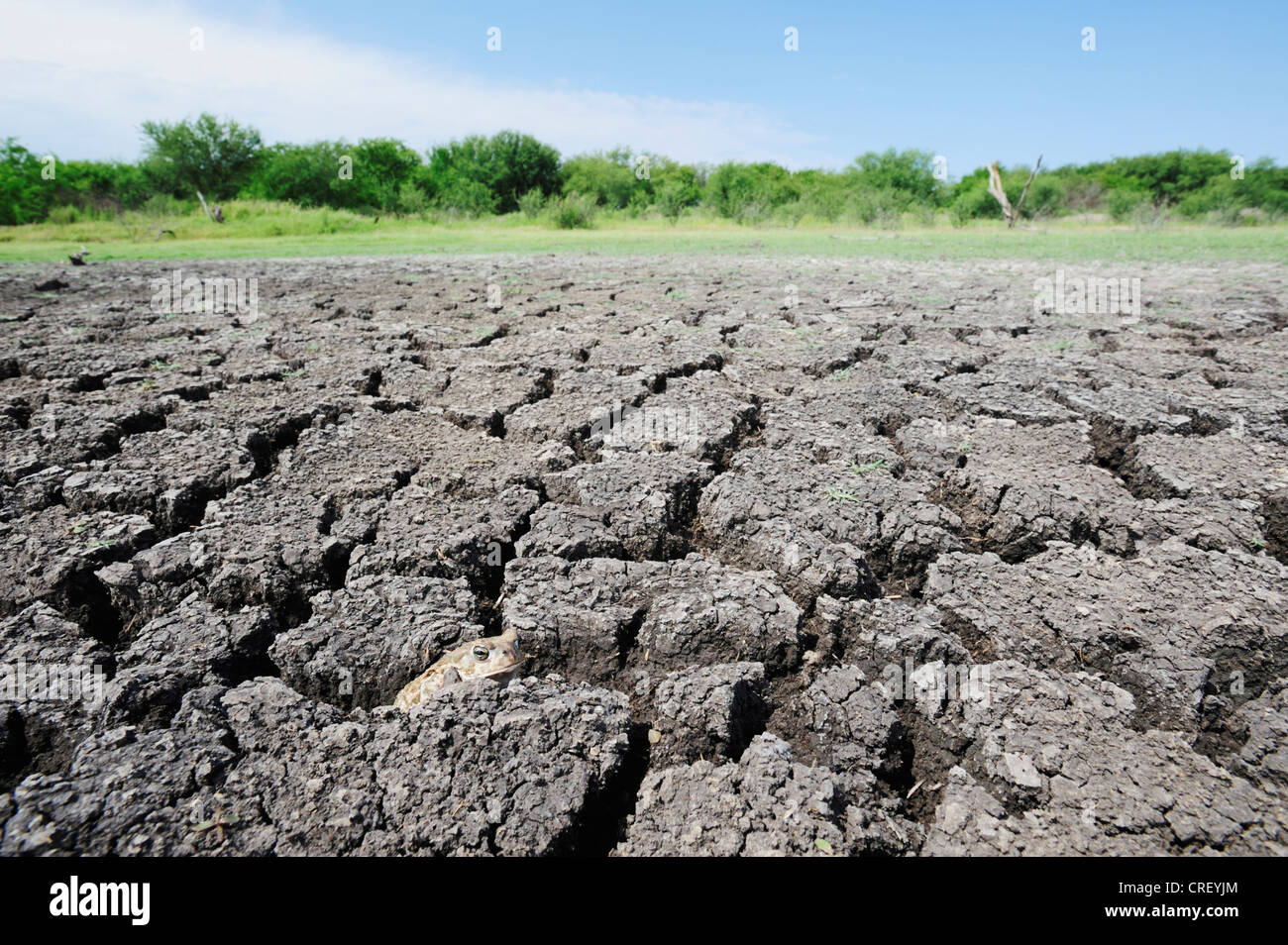 Texas Toad (Bufo speciosus), adult in dried up lake, Dinero, Lake ...