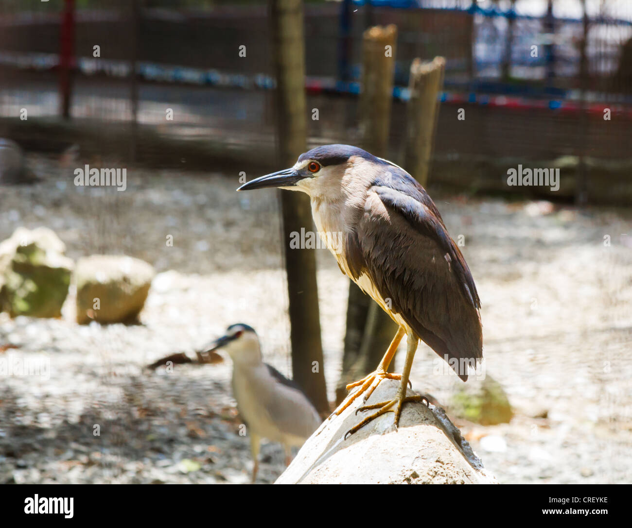 Wild birds in a Zoo Stock Photo - Alamy