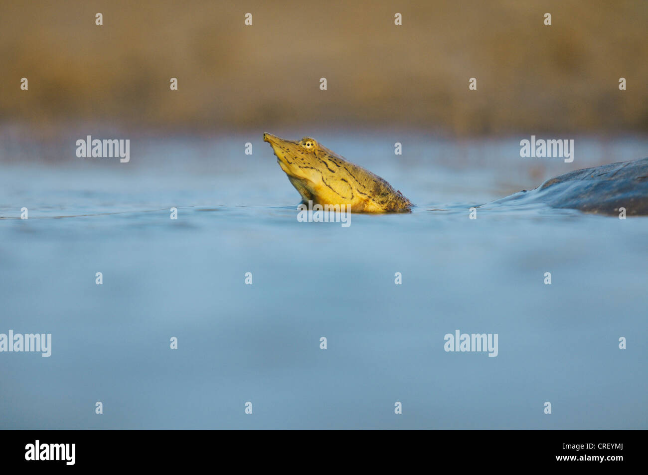 Spiny softshell turtle hi-res stock photography and images - Alamy