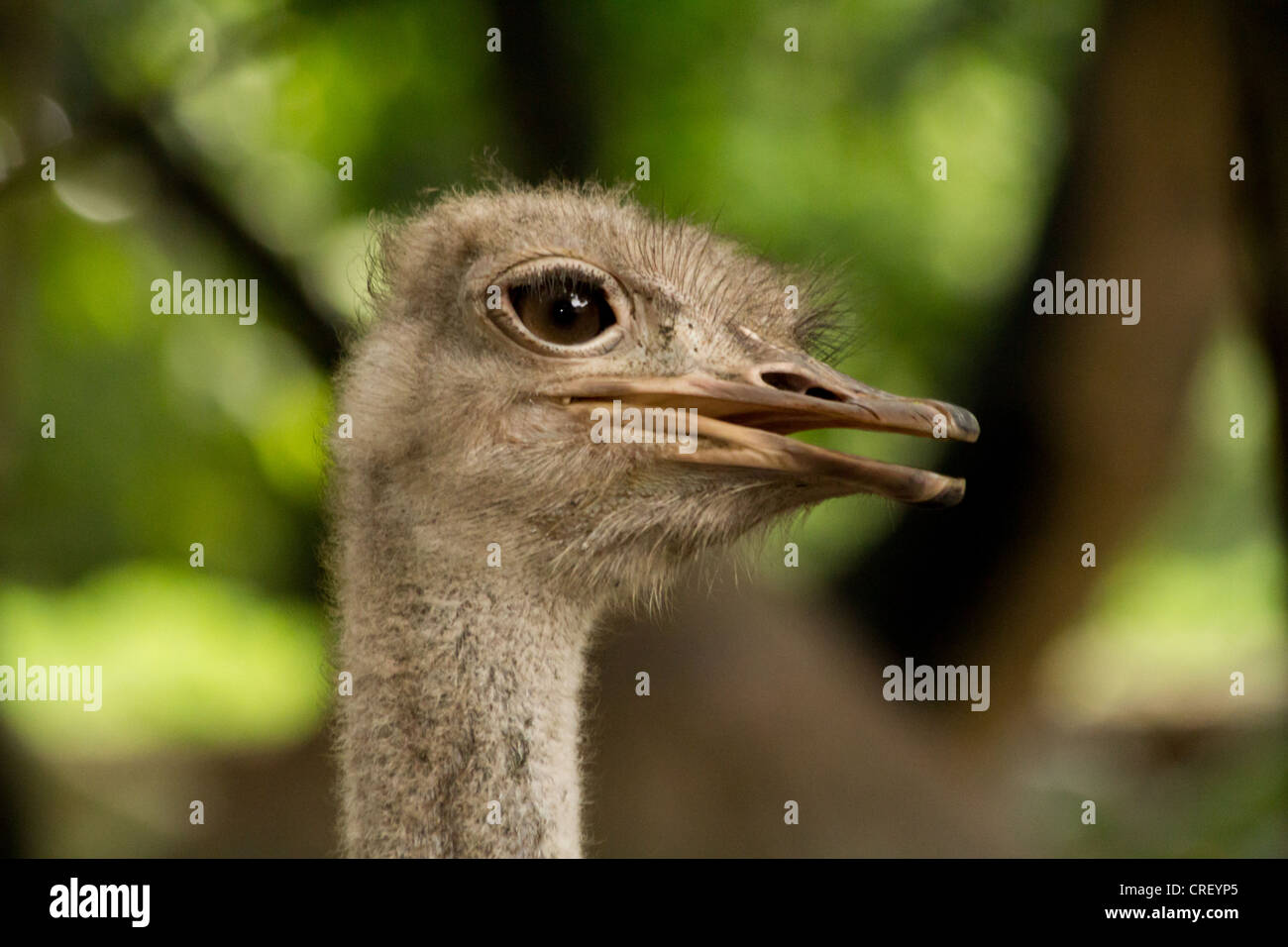 Wild birds in a Zoo Stock Photo - Alamy