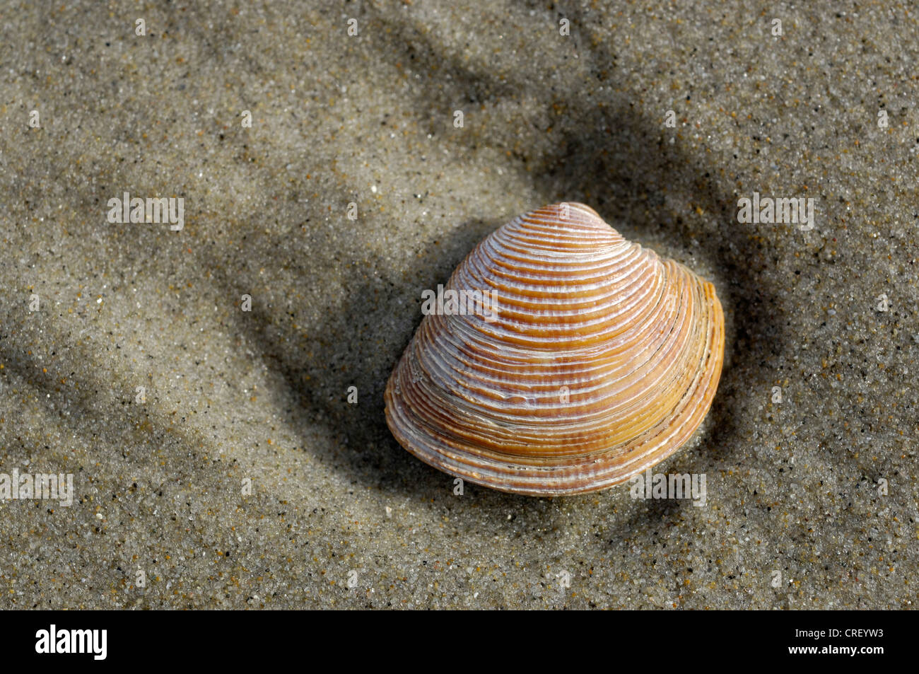 Seashell animals hi-res stock photography and images - Alamy