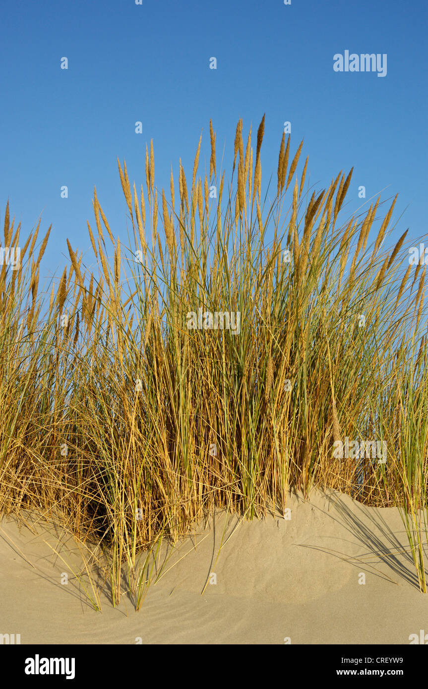 Flowers Growing On Sandy Beach Stock Photos & Flowers Growing On Sandy ...