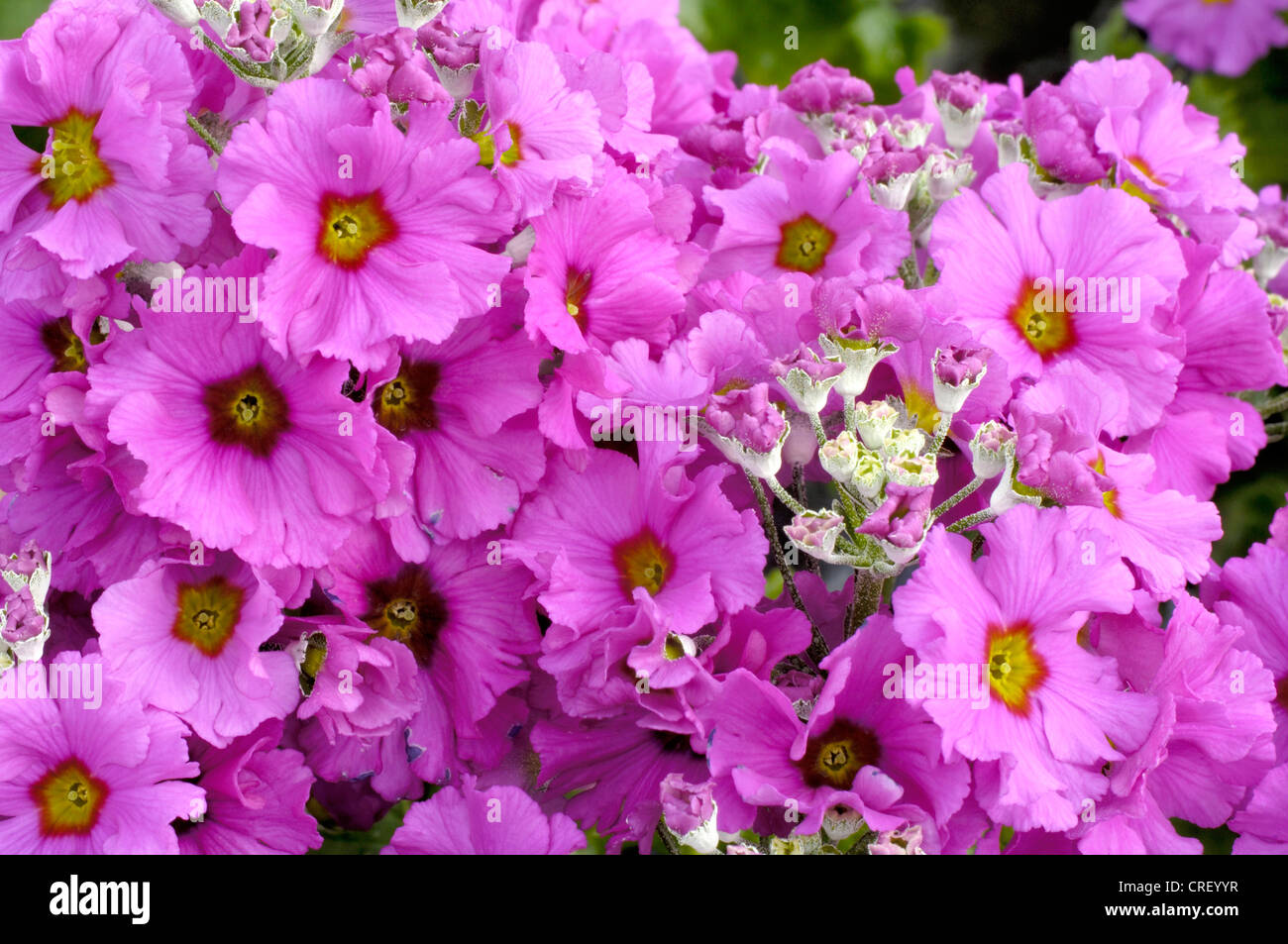 Fairy primrose (Primula malacoides 'Prima Lilac', Primula malacoides ...