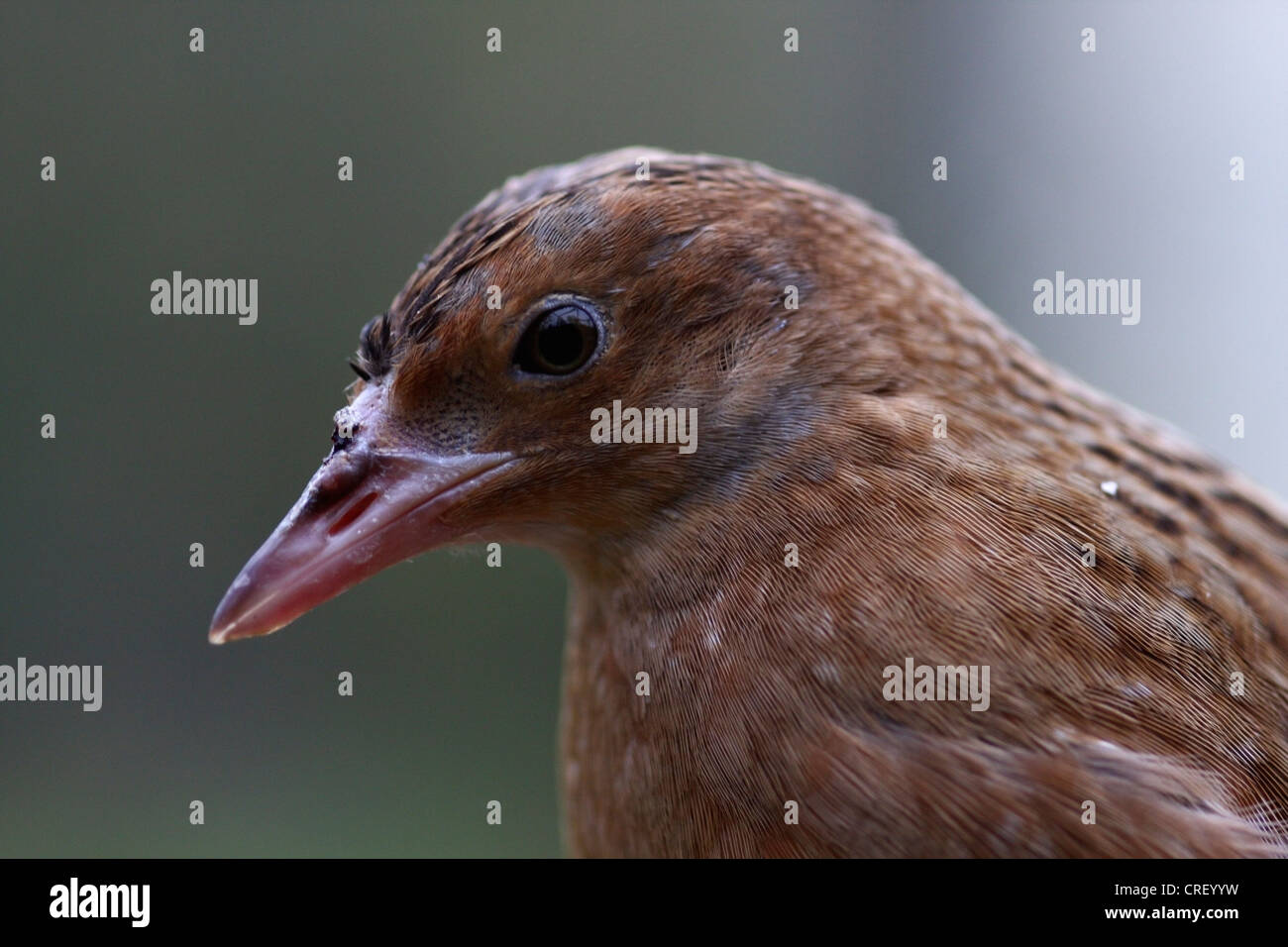 corn crake, corncrake (Crex crex), portrait Stock Photo - Alamy