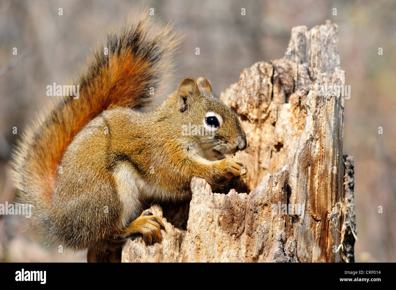 eastern gray squirrel, grey squirrel (Sciurus carolinensis), on tree ...