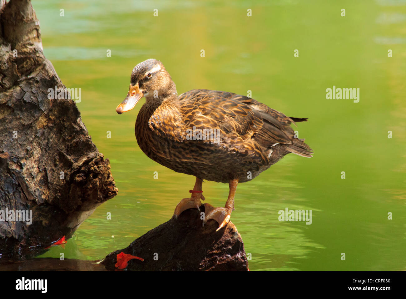 Wild birds in a Zoo Stock Photo - Alamy