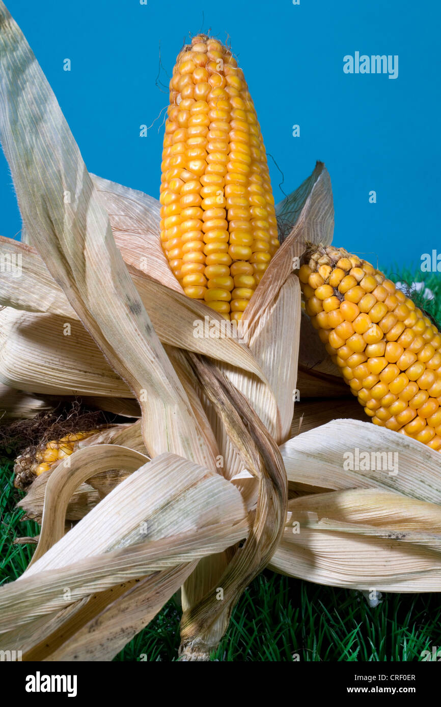 Indian corn, maize (Zea mays), comcobs Stock Photo - Alamy