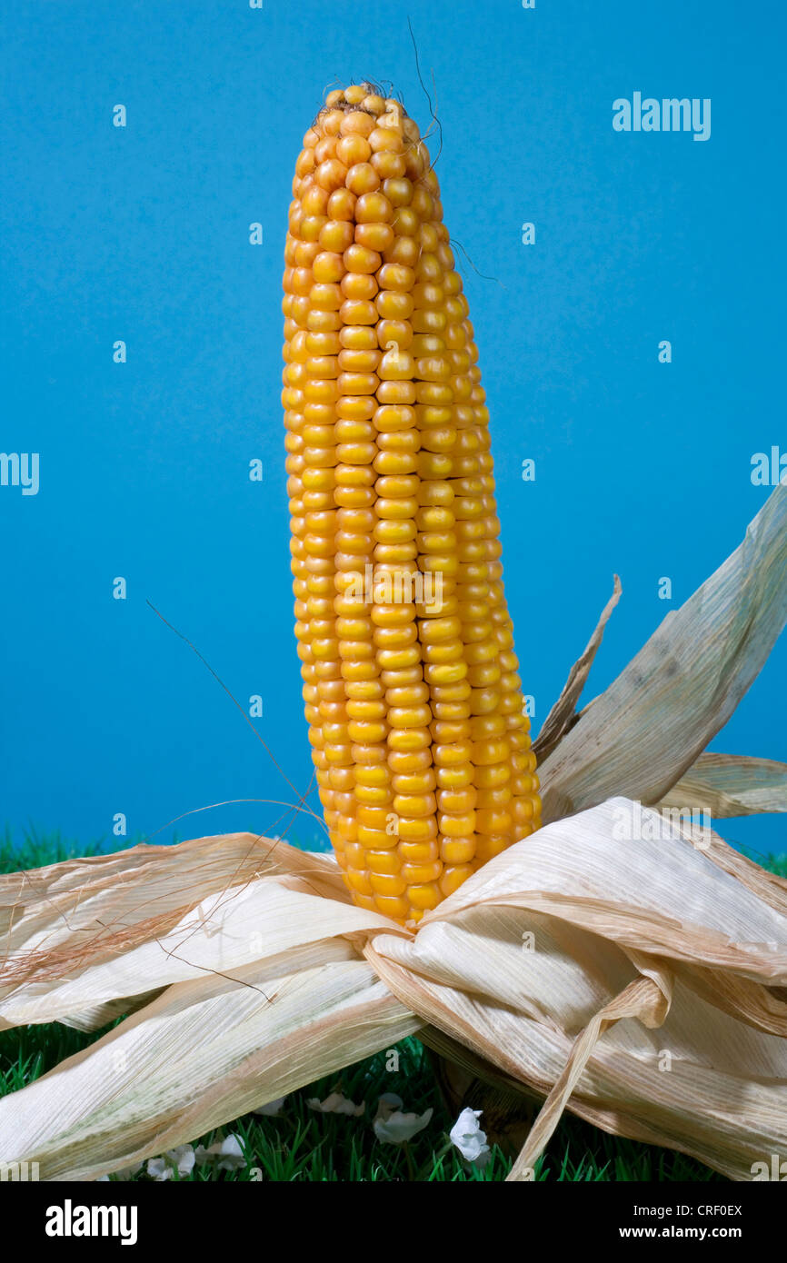 Indian corn, maize (Zea mays), comcobs Stock Photo - Alamy