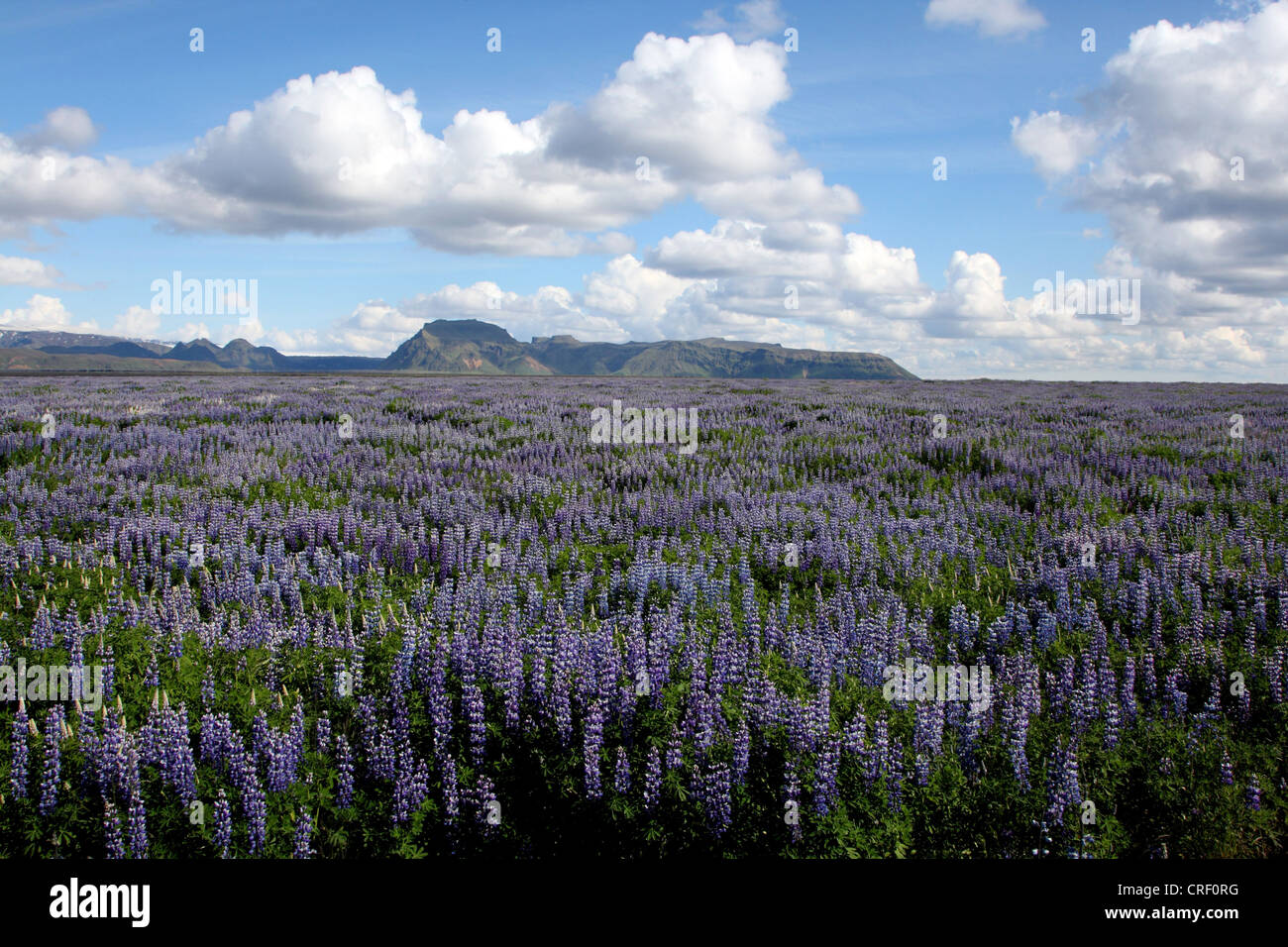Nootka lupine, Alaska lupine (Lupinus nootkatensis), landscape on ...
