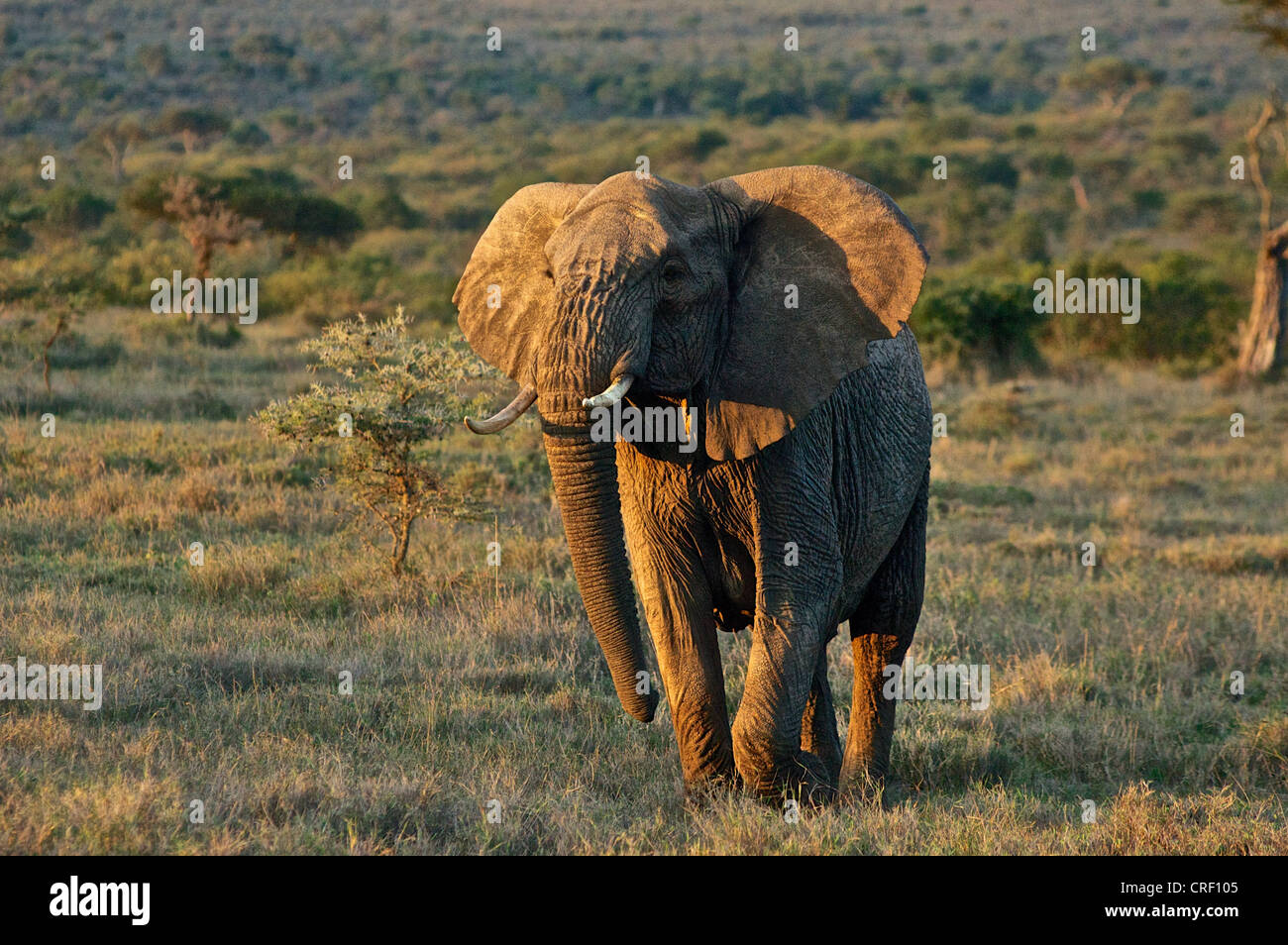 Elephant in Kenyan landscape, Africa Stock Photo - Alamy