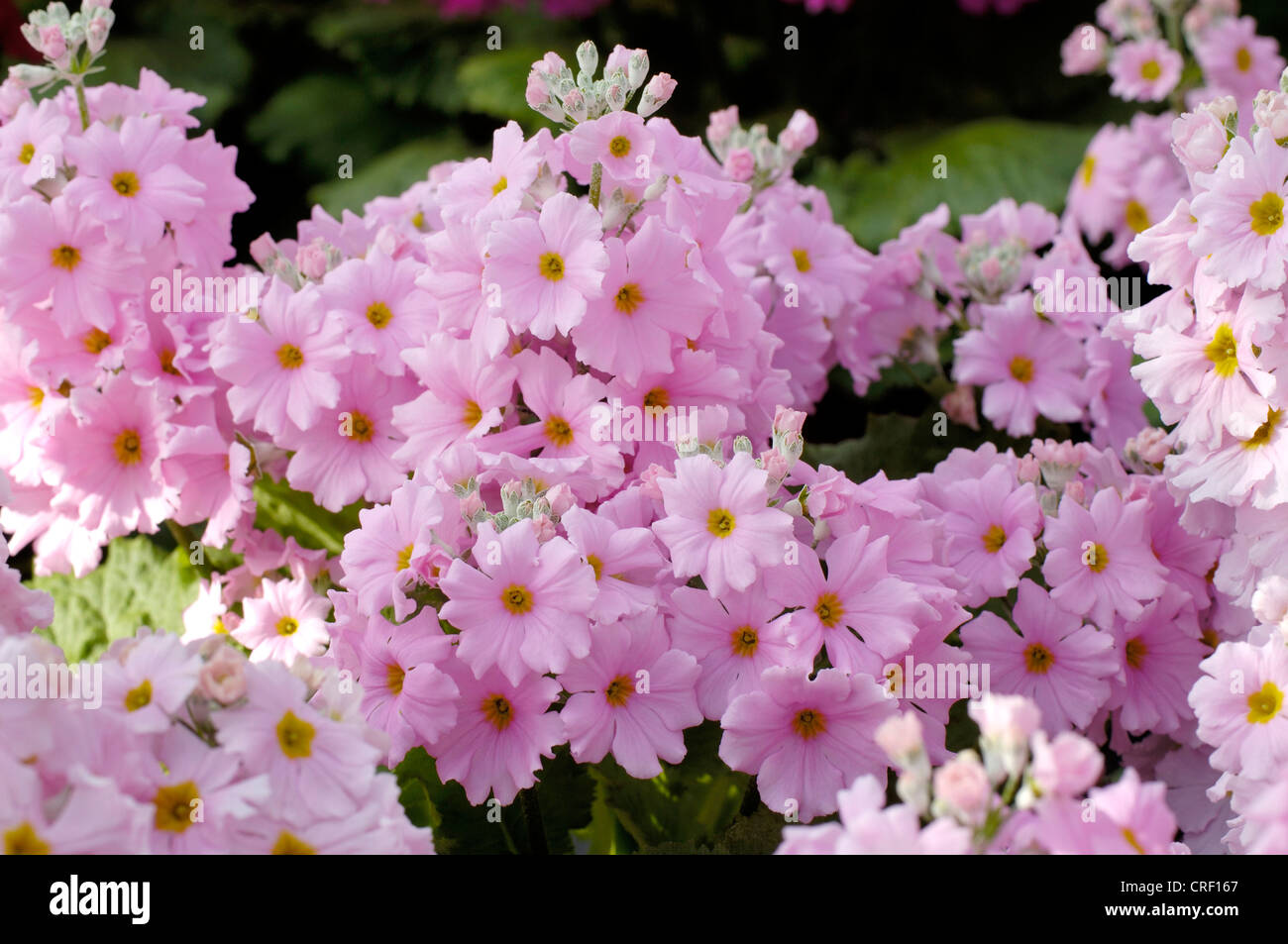 Primula malacoides prima pink improved hi-res stock photography and ...