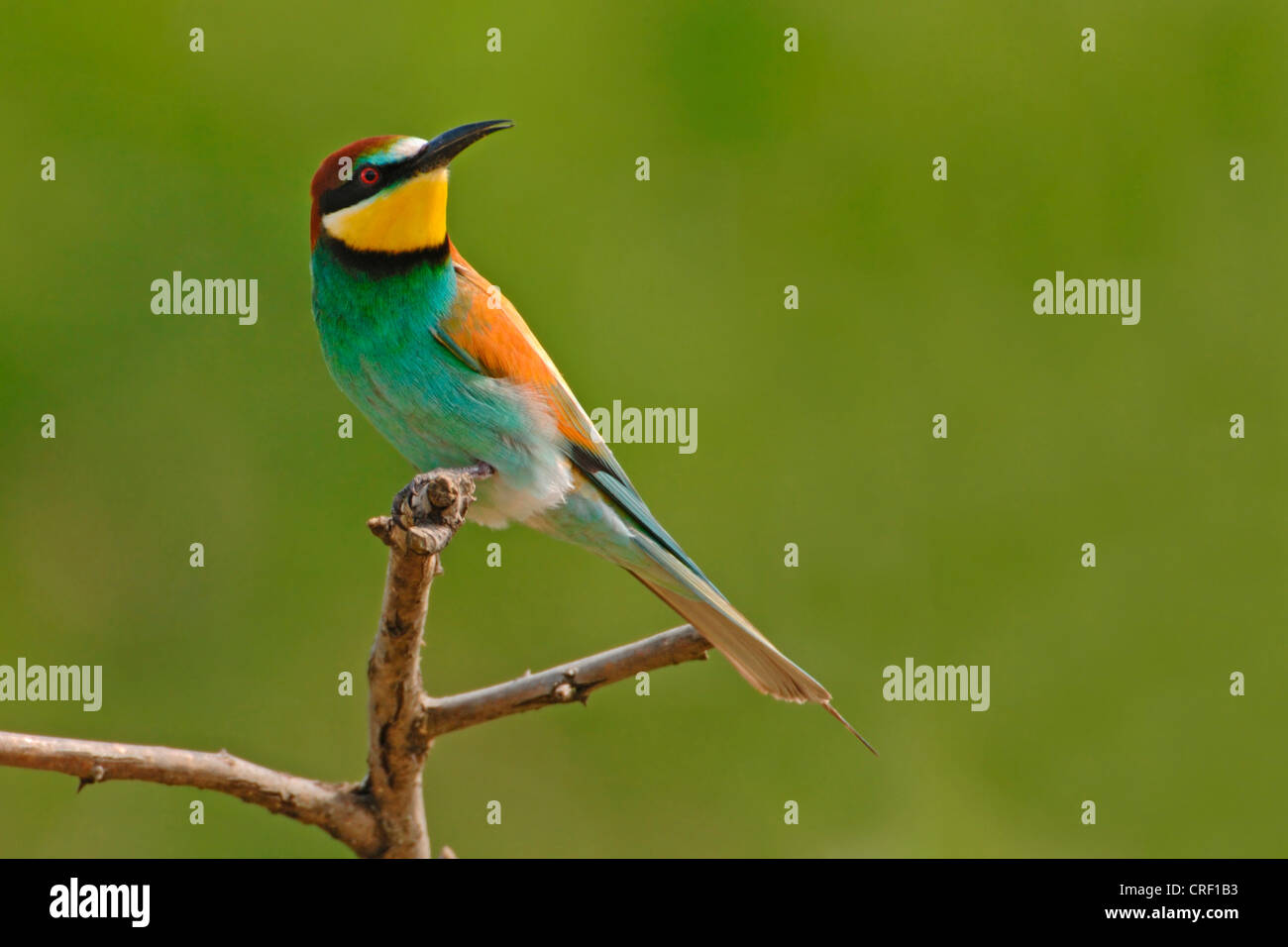 bee-eaters (Meropidae), on twig, Germany Stock Photo - Alamy